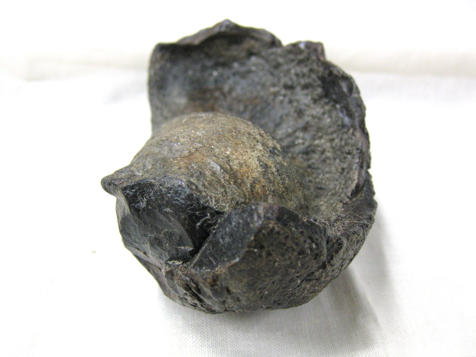 Whale Ear Bone #7 | Fossils for Sale