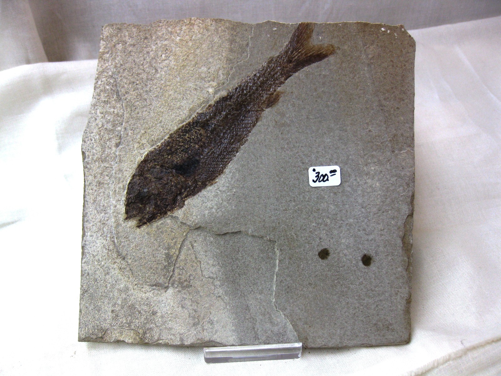 Wyoming Jurassic Fish #10 | Fossils for Sale