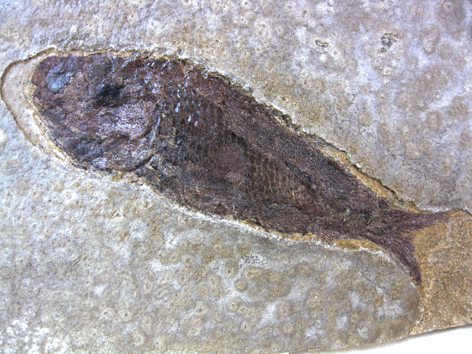 Wyoming Jurassic Fish #2 | Fossils for Sale