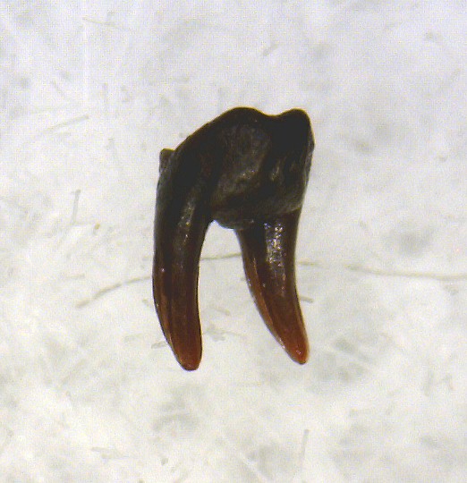 Xenacanthus Permian Shark Tooth #12 | Fossils for Sale