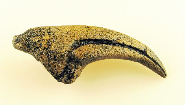 Replica Claws & Teeth for Sale