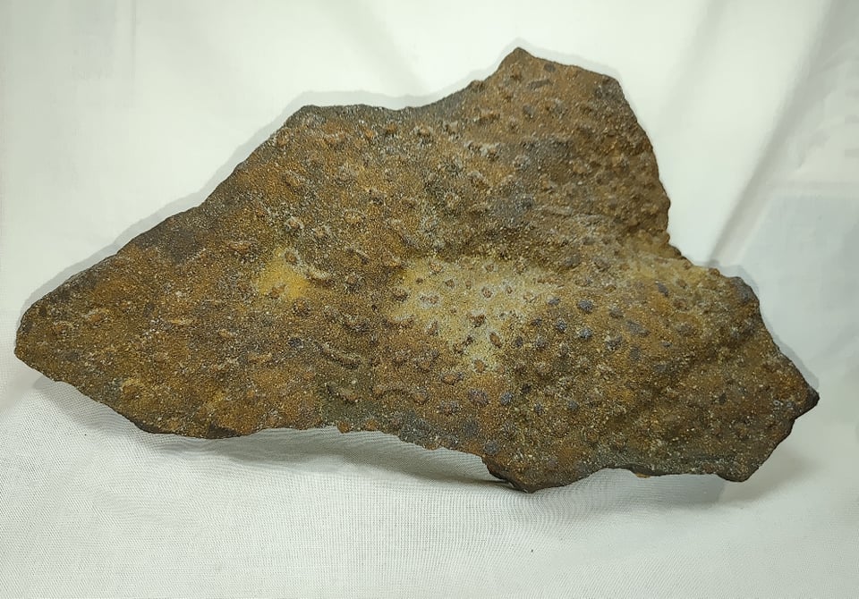 Stromatolite Fossils for Sale | Fossils for Sale