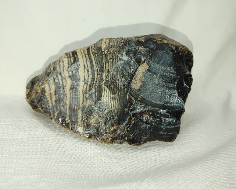 Stromatolite Fossils for Sale | Fossils for Sale