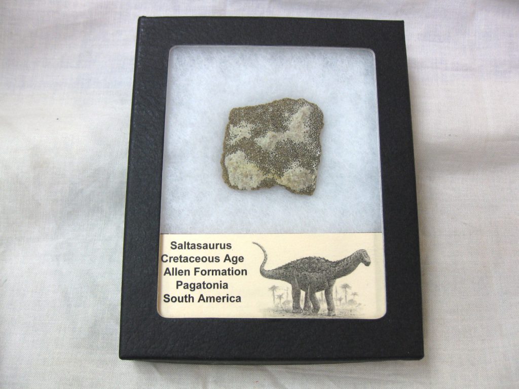 south america saltasaurus dinosaur egg shell 19 for sale