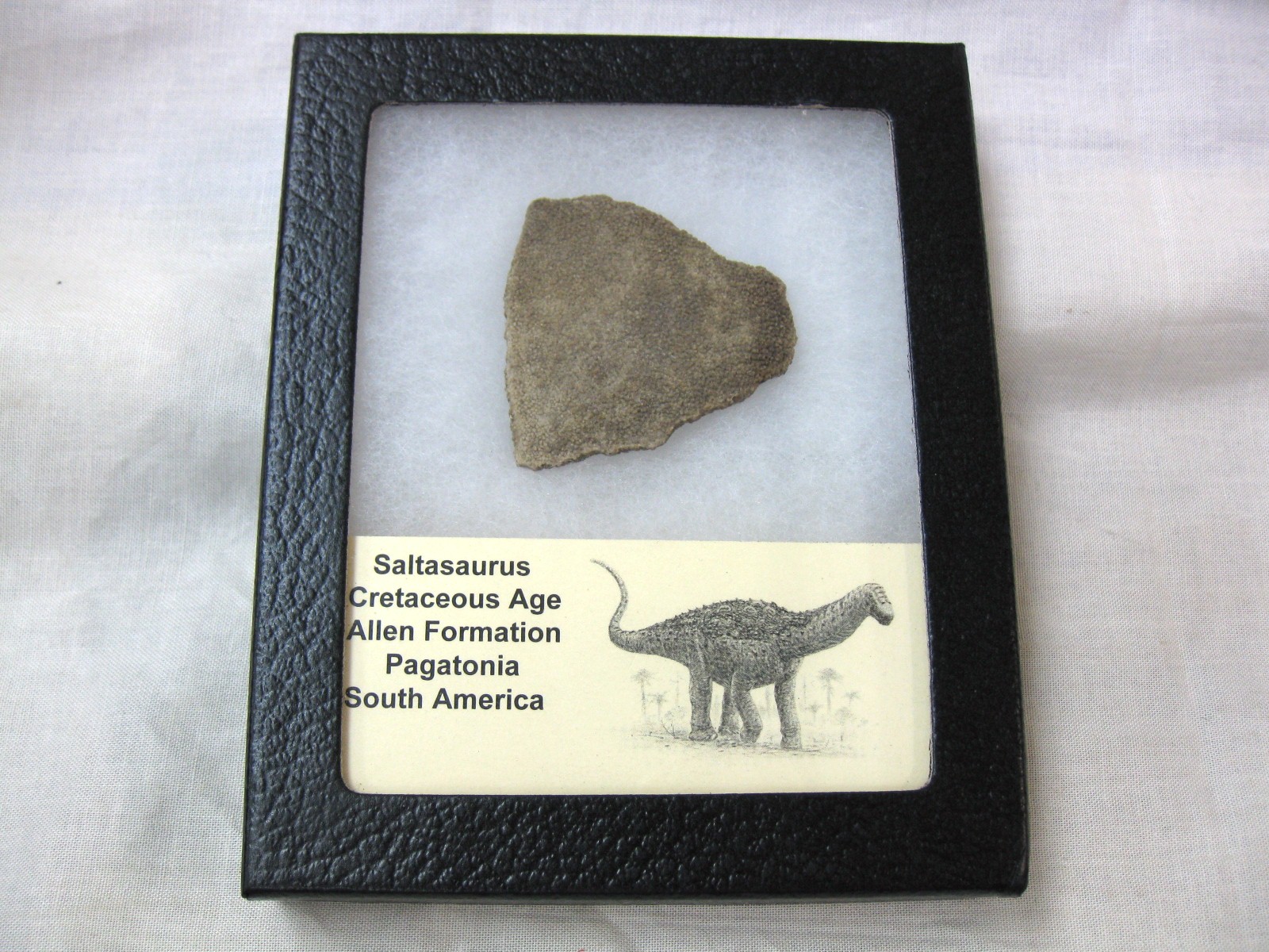 south america saltasaurus dinosaur egg shell 20 for sale