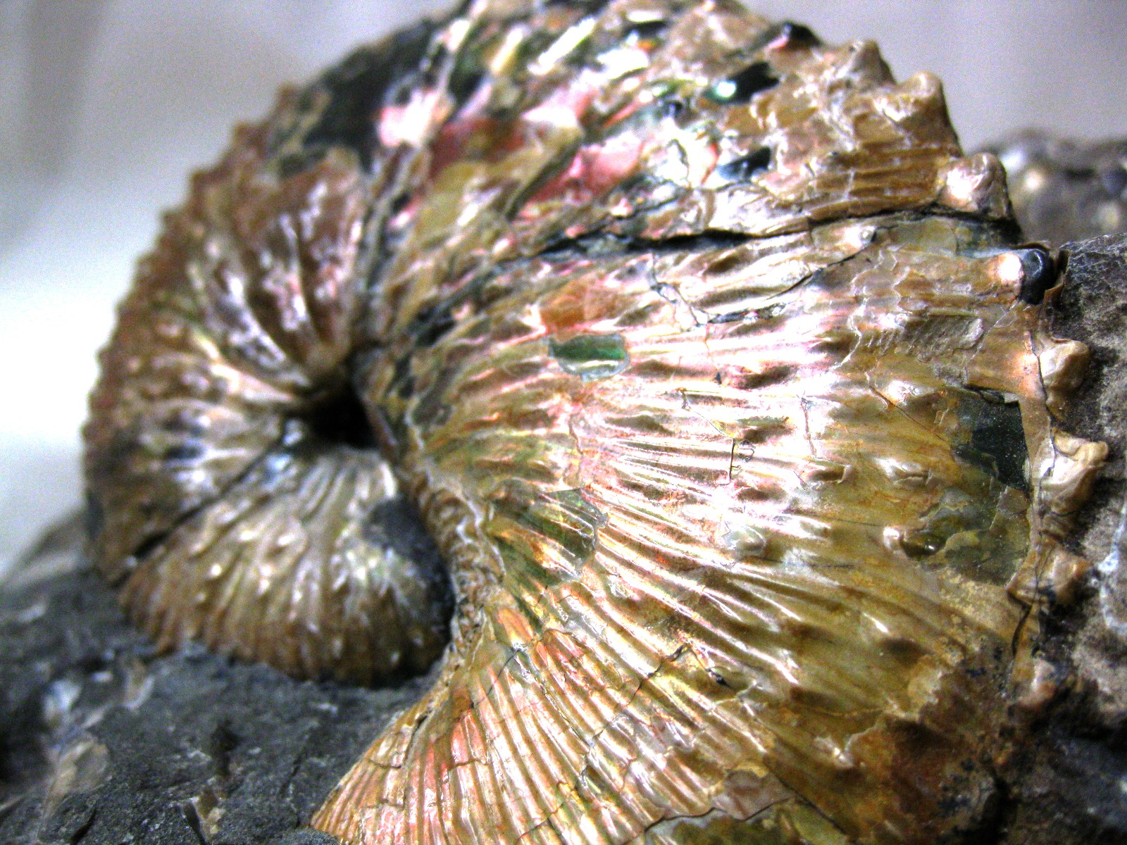 South Dakota Hoploscaphites Ammonite #1 | Fossils for Sale