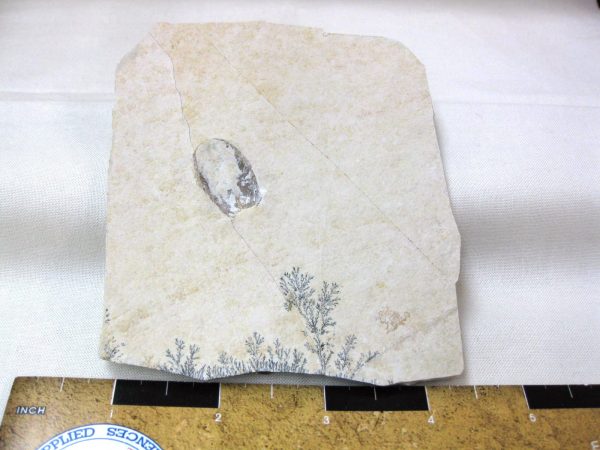 Solnhofen Fossil Ammonite Aptychus #2 | Fossils for Sale