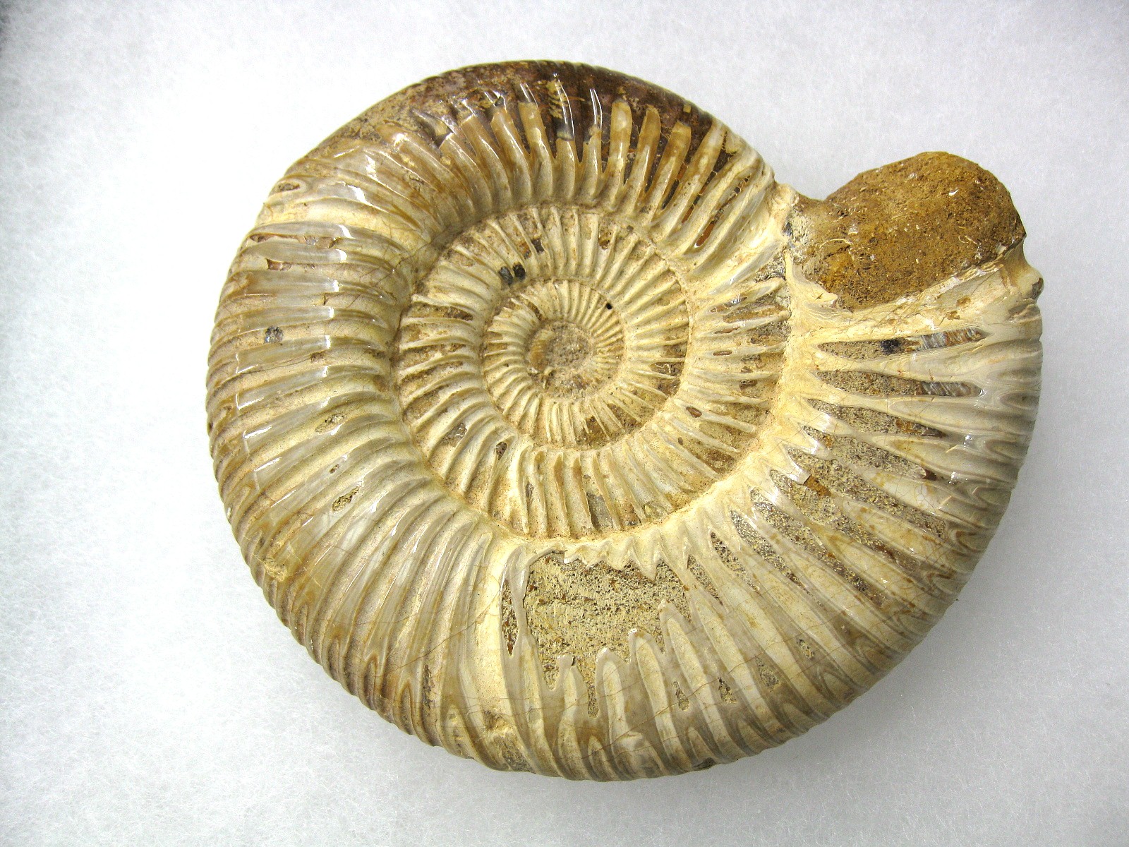 jurassic-madagascar-perisphinctes-ammonite-18.jpg for sale