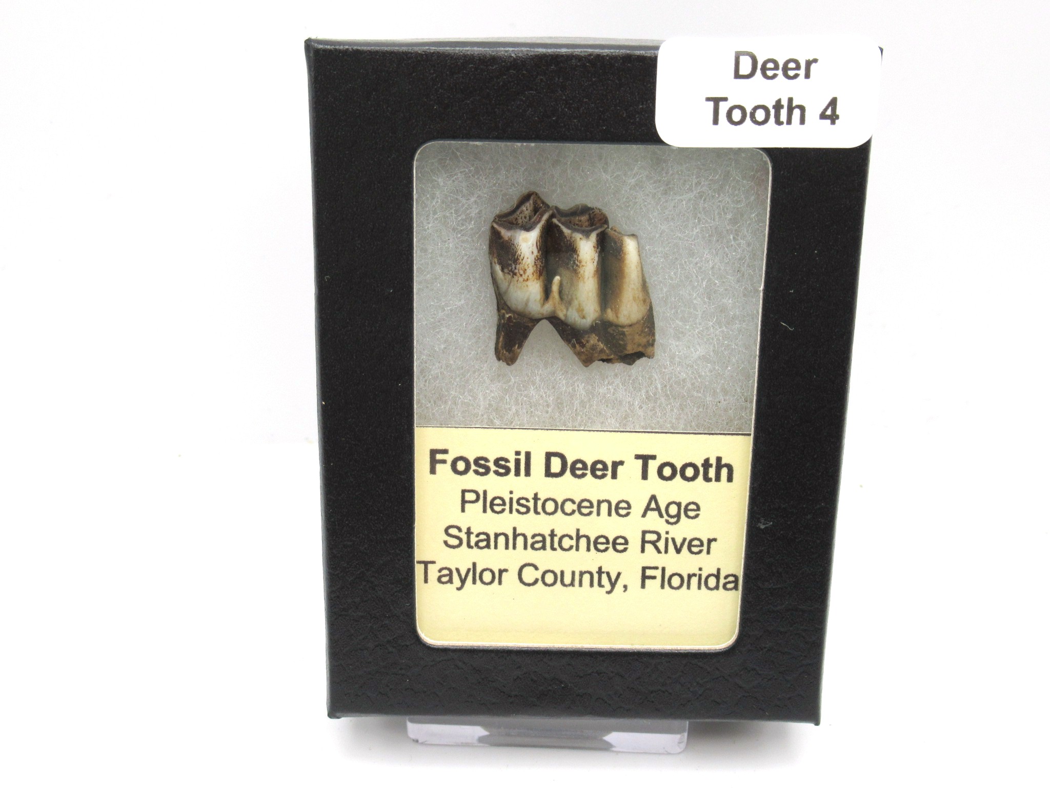 Florida Pleistocene Deer Tooth #4 | Fossils for Sale