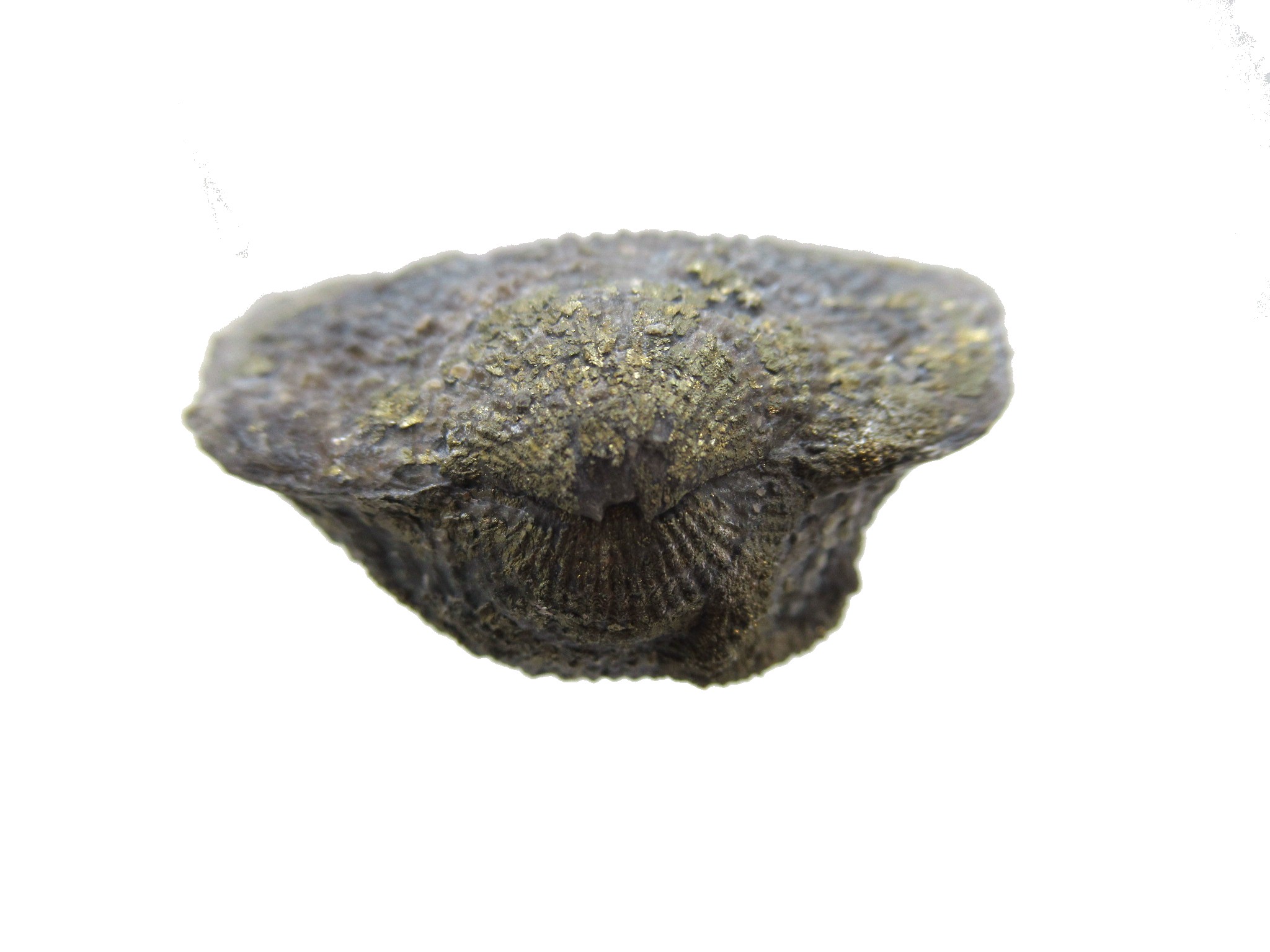 Sylvania Ohio Pyritized Brachiopod #22 | Fossils for Sale