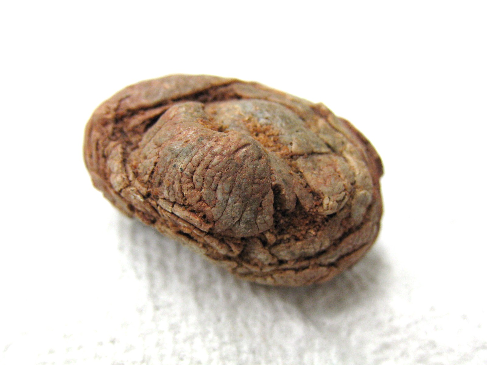 Cretaceous Fish or Shark Coprolite #18 | Fossils for Sale