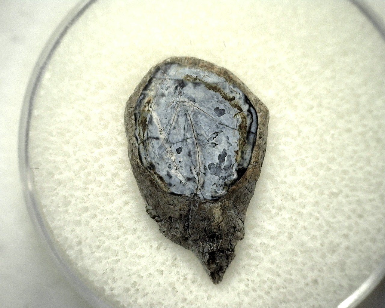 Lepisosteus Gar Scale #15 | Fossils for Sale