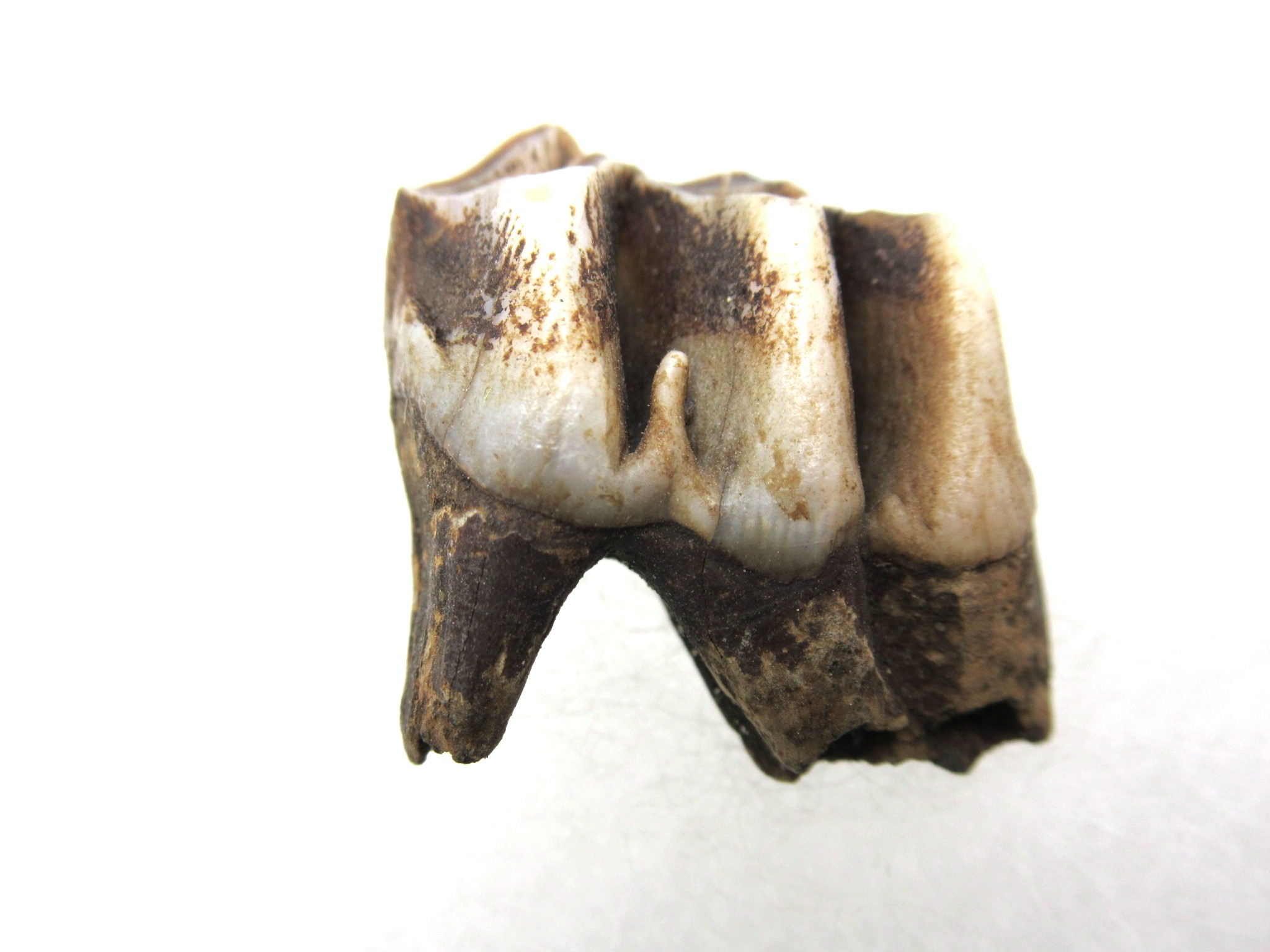 Florida Pleistocene Deer Tooth #4 | Fossils for Sale