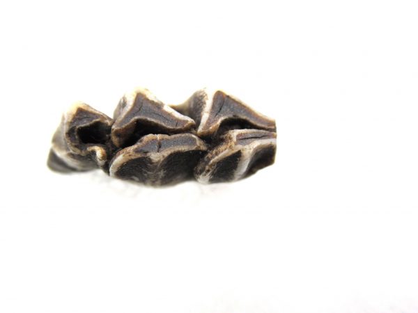 Florida Pleistocene Deer Tooth #4 | Fossils for Sale