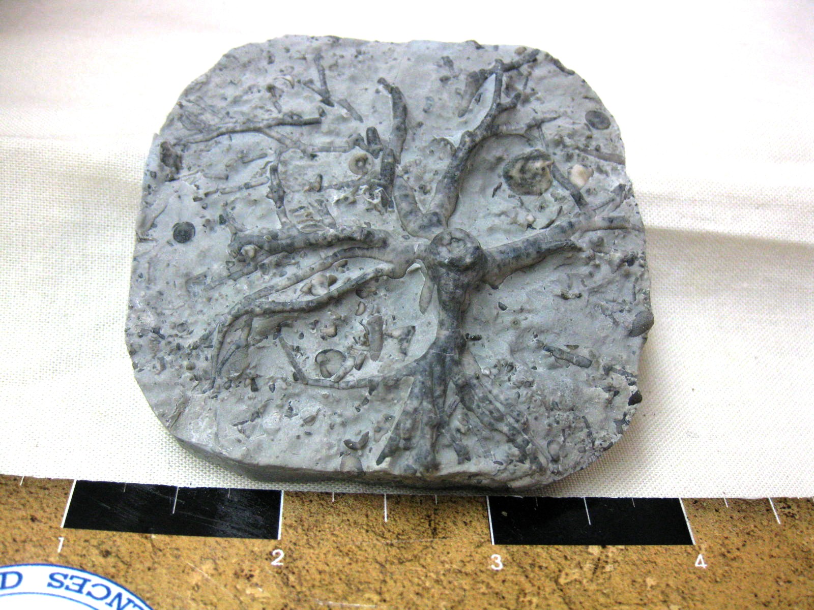 Indiana Crinoid Holdfast #30 | Fossils for Sale