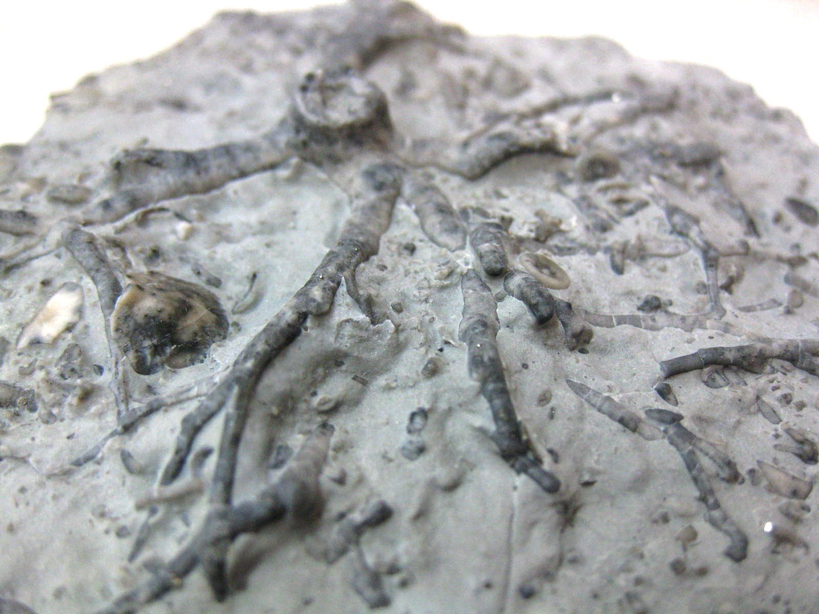 Indiana Crinoid Holdfast #30 | Fossils for Sale