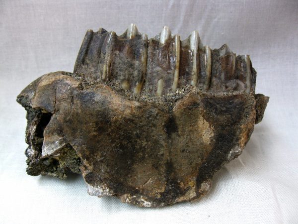 Water Buffalo Jaw #2 | Fossils for Sale