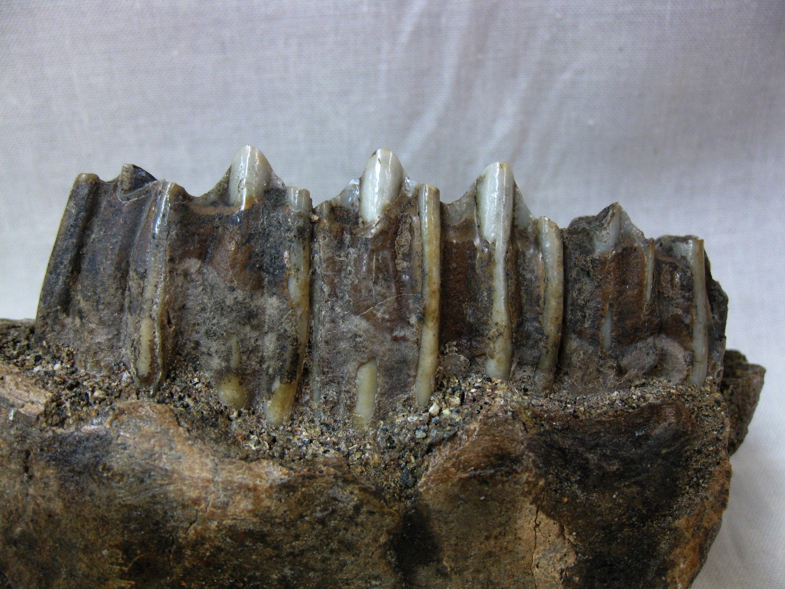 Water Buffalo Jaw #2 | Fossils for Sale