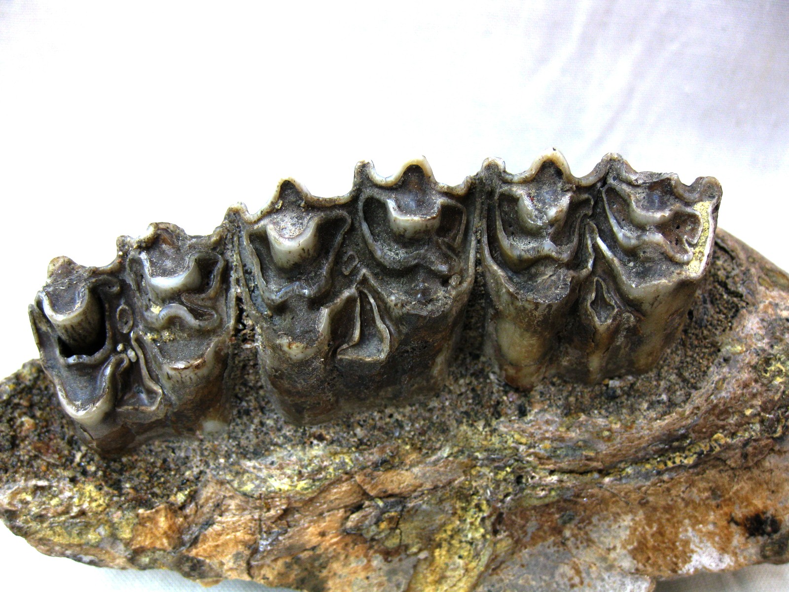 Water Buffalo Jaw #2 | Fossils for Sale