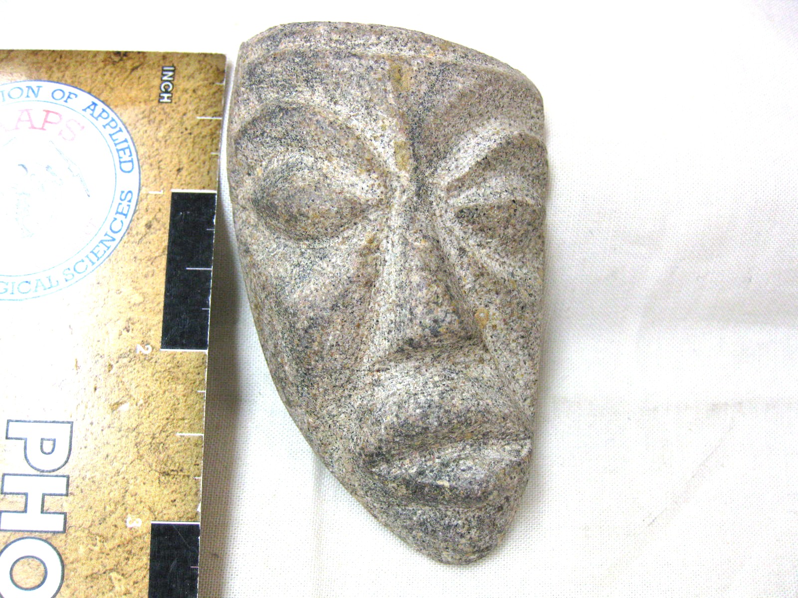 stegodon | Fossils for Sale