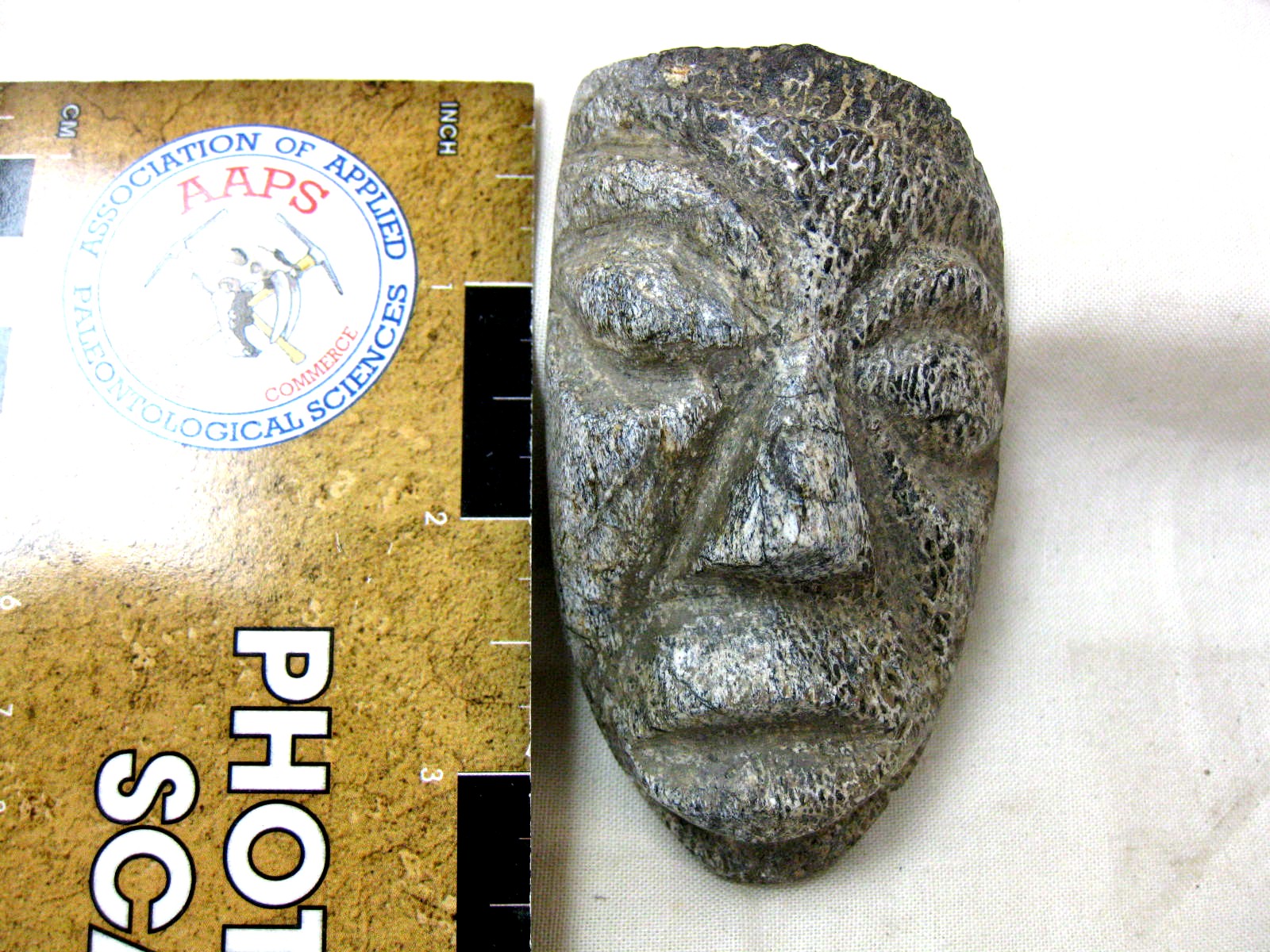 stegodon | Fossils for Sale