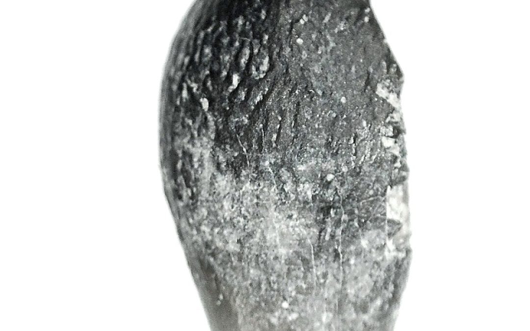 madagascar-jurassic-lapparentosaurus-tooth-1a-1.jpg for sale