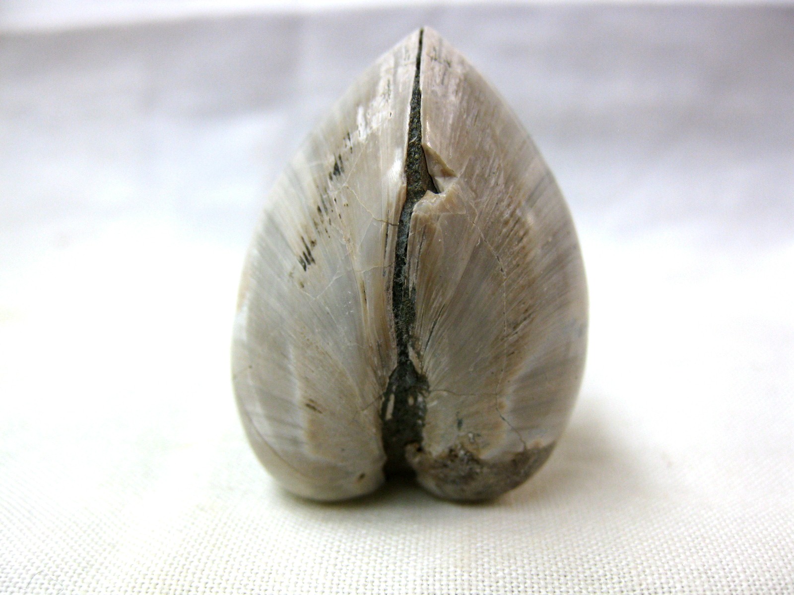 Small Madagascar Clam #3 | Fossils for Sale