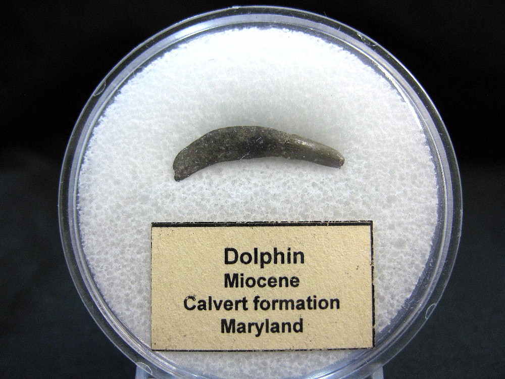 Maryland Dolphin Tooth #9 | Prehistoric Fossils