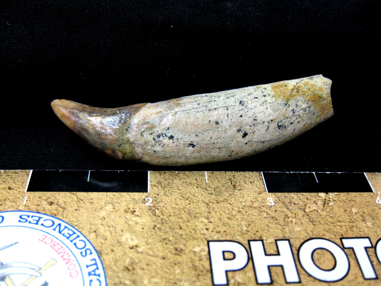 Allodesmus Giant Sea Lion Tooth #1 | Fossils for Sale