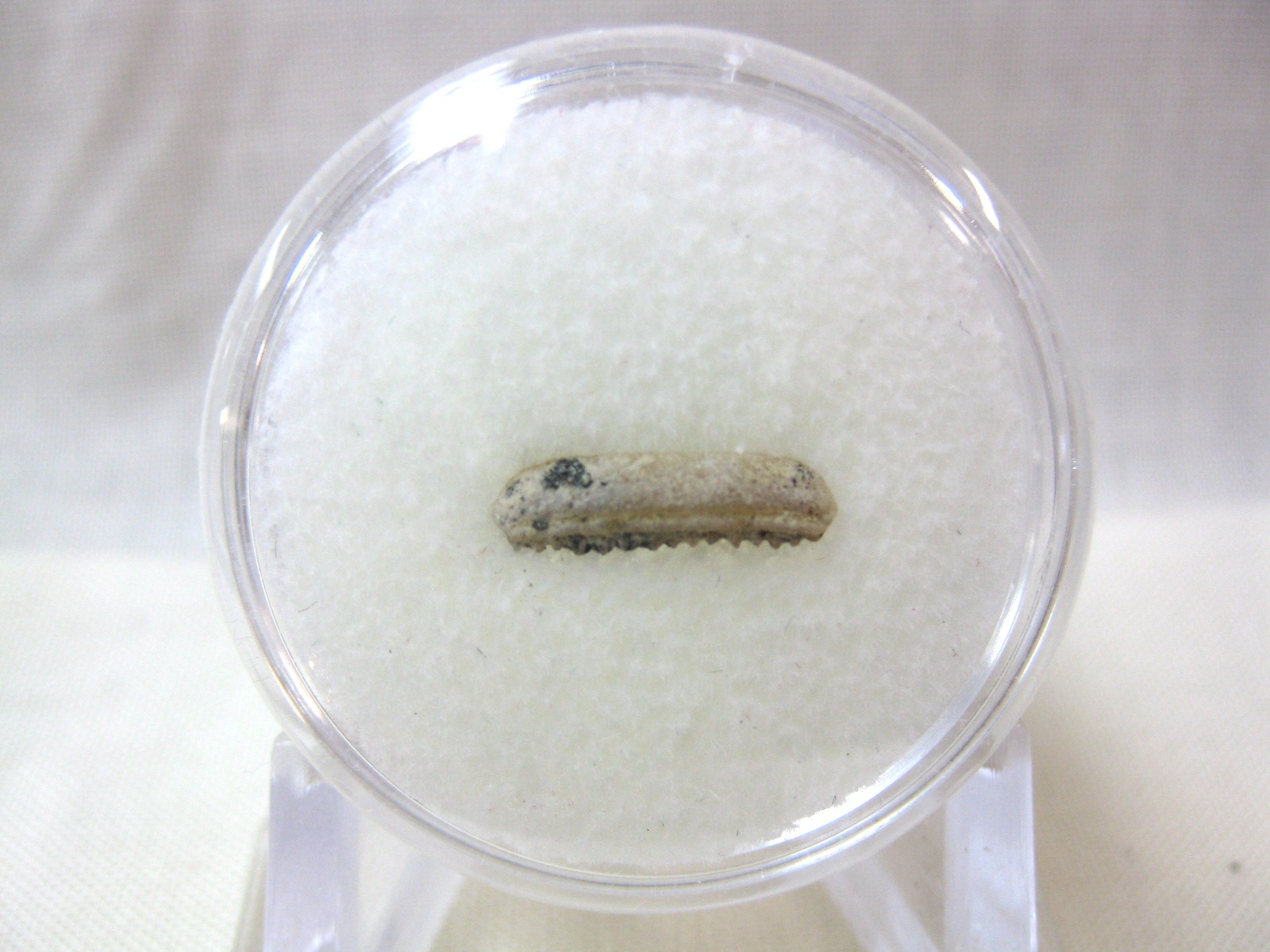 Myliobatis ‘Ray Tooth #38 | Fossils for Sale