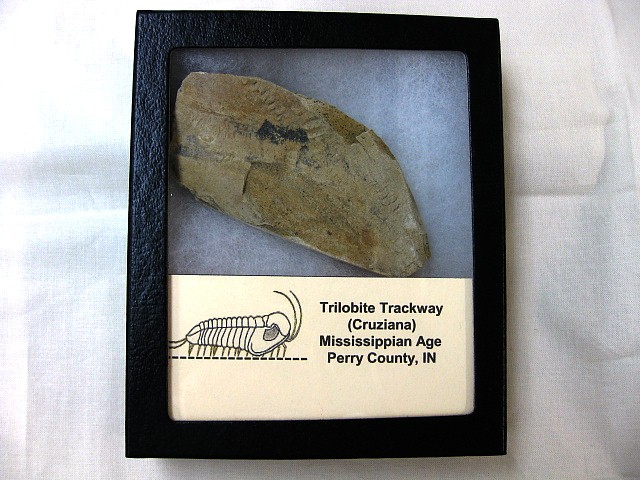 Trilobite Tracks (Cruziana) #7 | Fossils for Sale