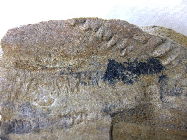 Trilobite Tracks (Cruziana) #7 | Fossils for Sale