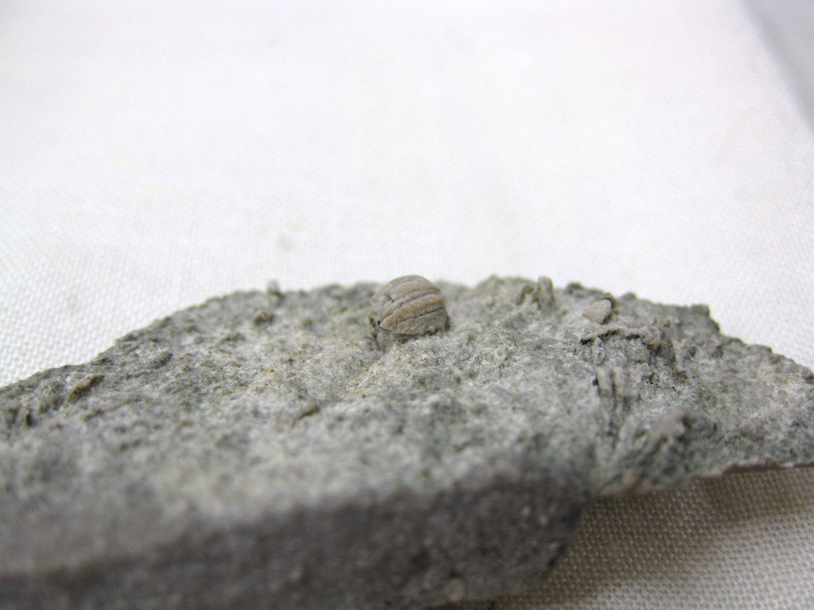 Diploblastus kirkwoodnesis Blastoid Plate #1 | Fossils for Sale