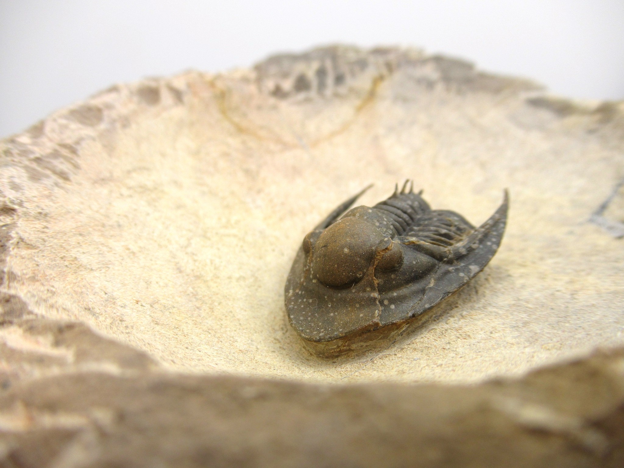 Morocco Cornuproetus with Spines Trilobite #1 | Fossils for Sale