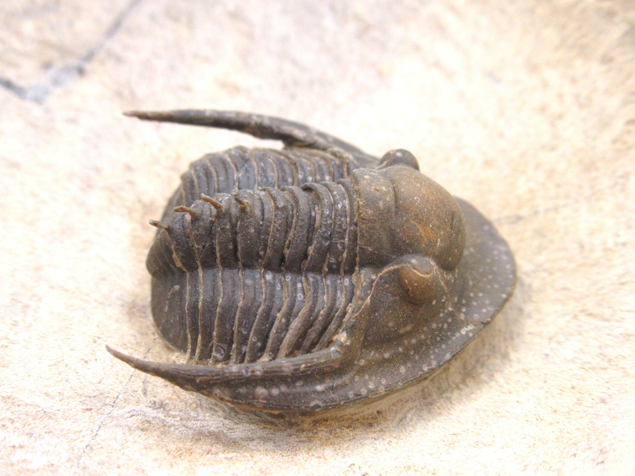 Morocco Cornuproetus with Spines Trilobite #1 | Fossils for Sale