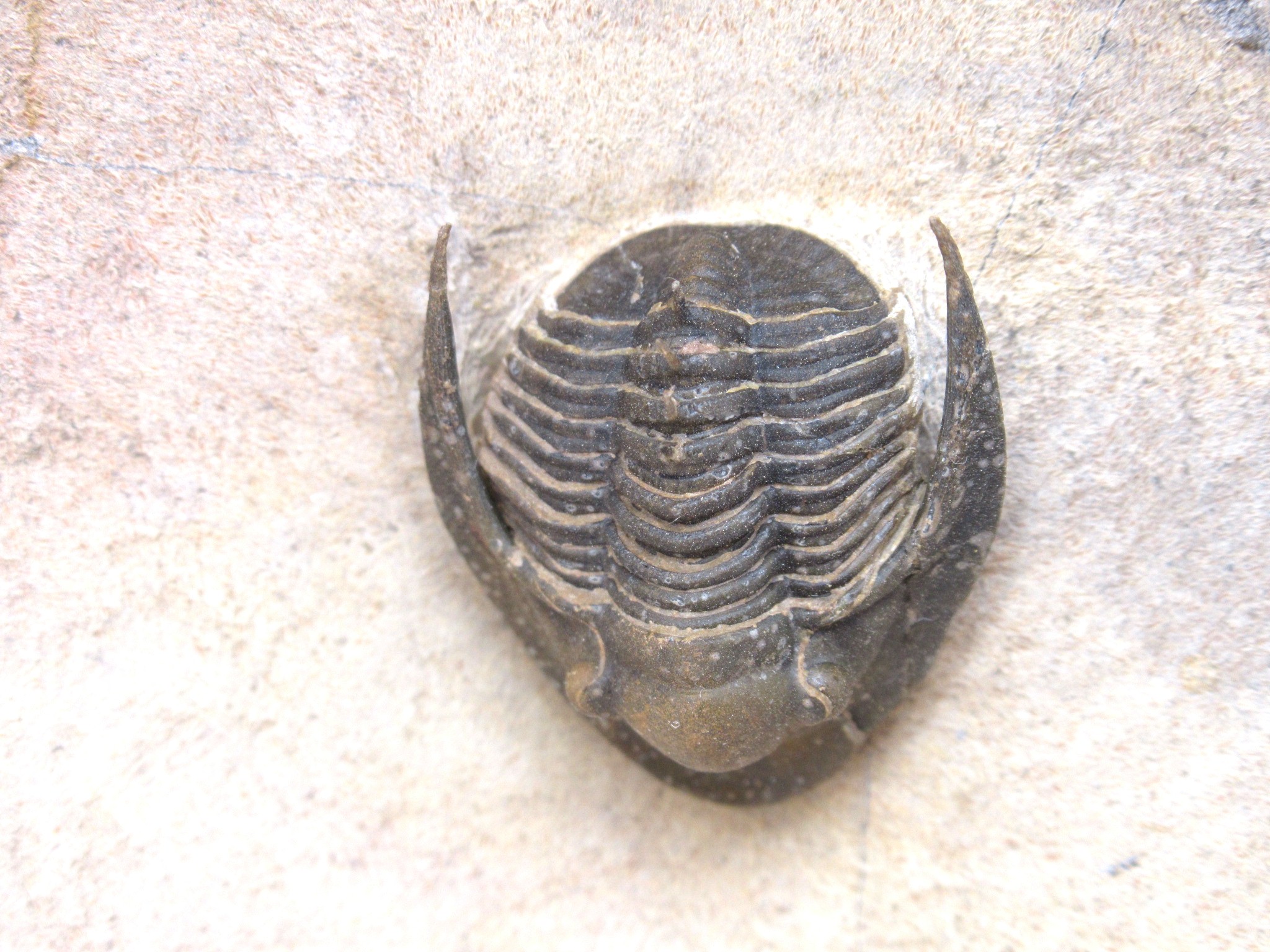 Morocco Cornuproetus with Spines Trilobite #1 | Fossils for Sale