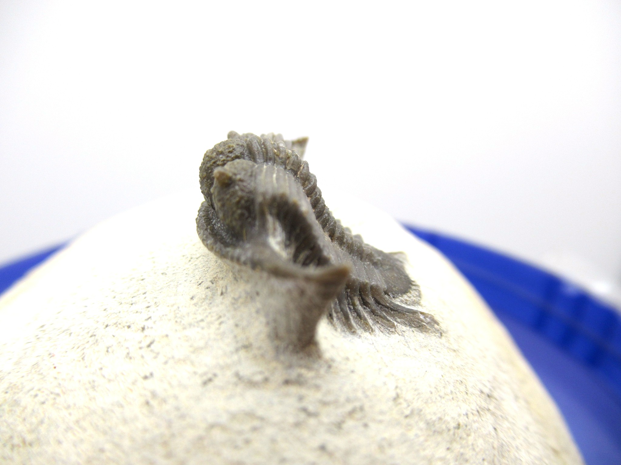 Morocco Cyphaspides Trilobite #1 | Fossils for Sale