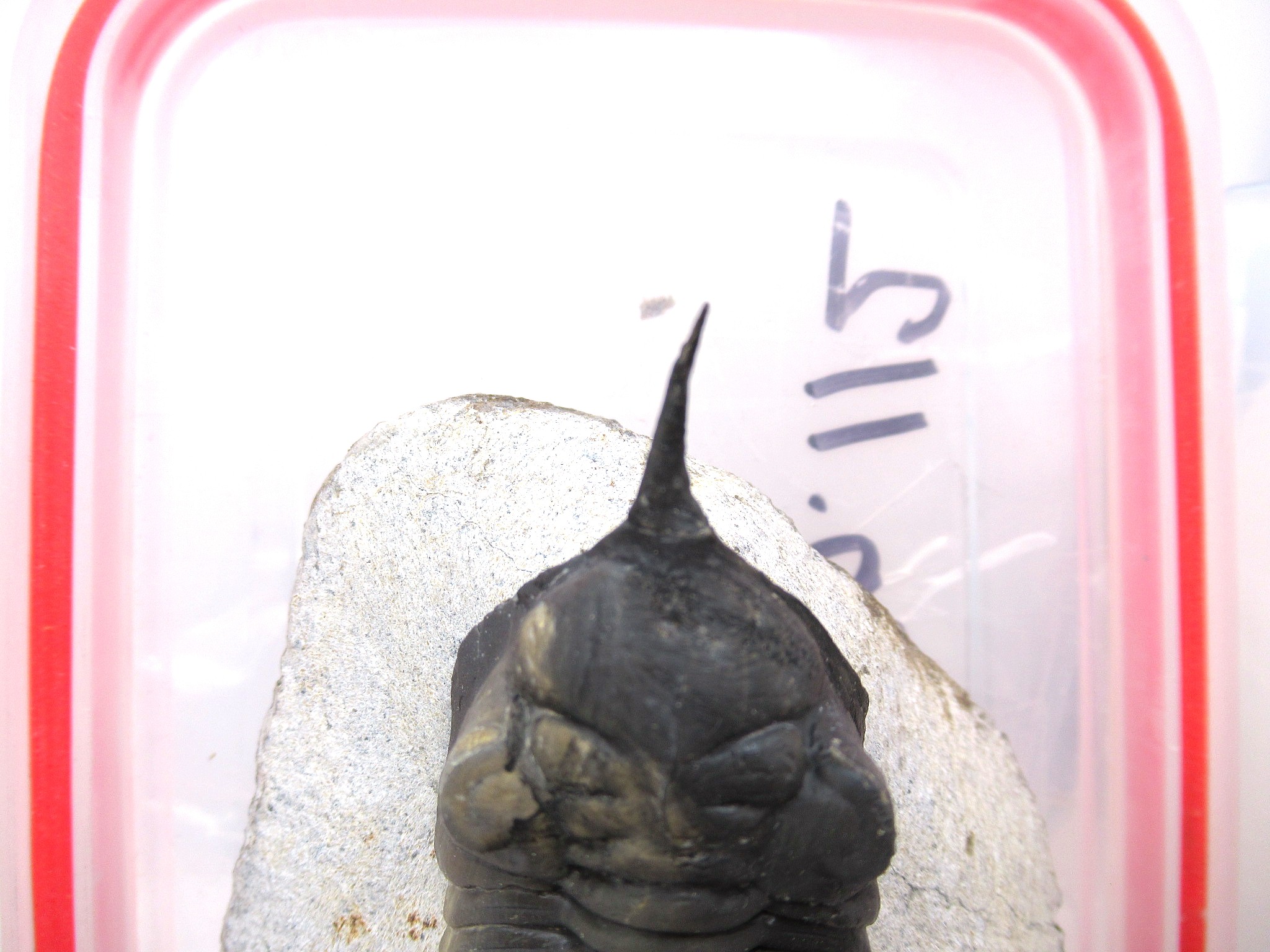 Morocco Moroccanites Trilobite #1 | Prehistoric Fossils