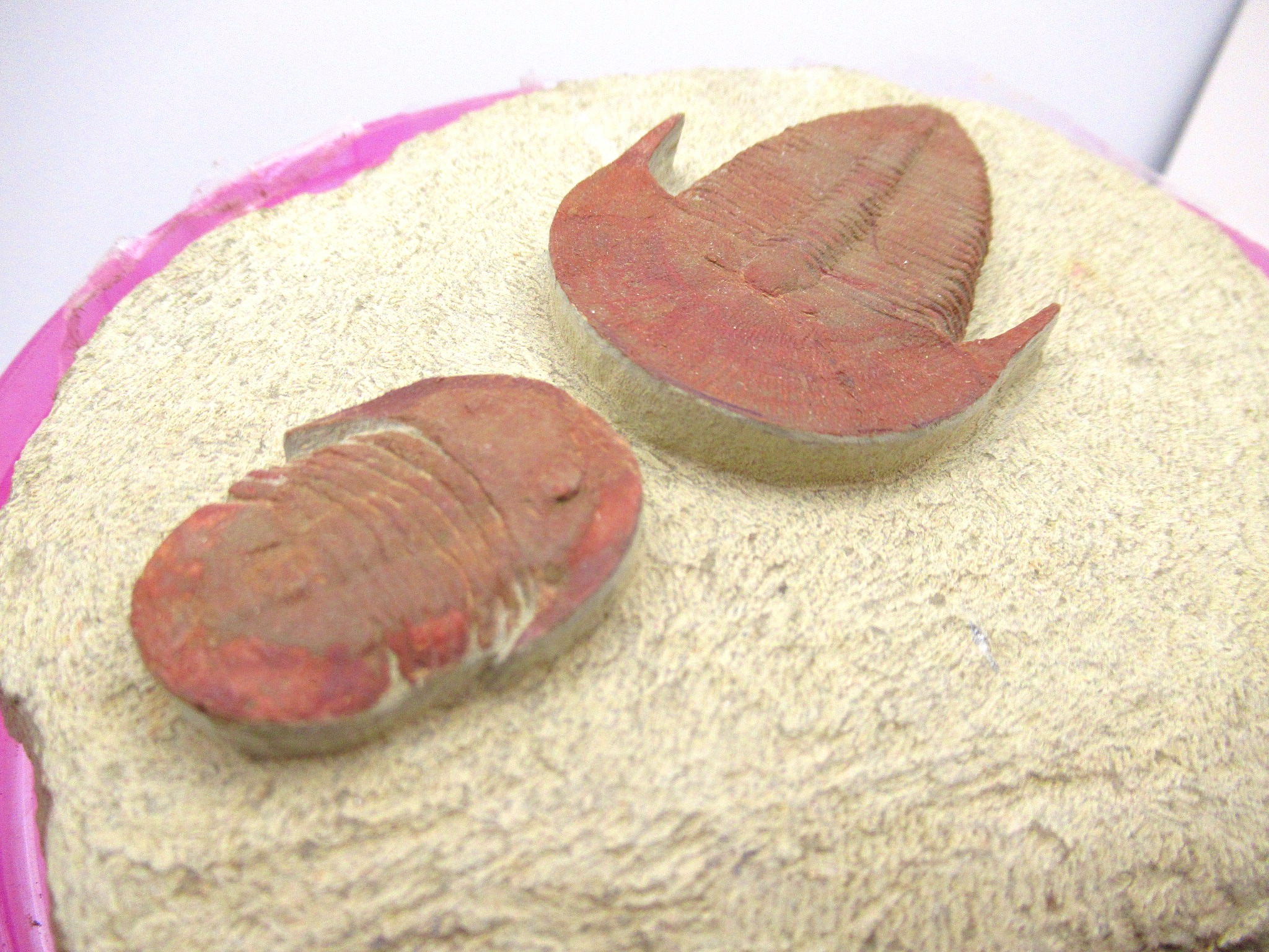 Morocco Harpides & Lanacus Trilobite #1 | Fossils for Sale