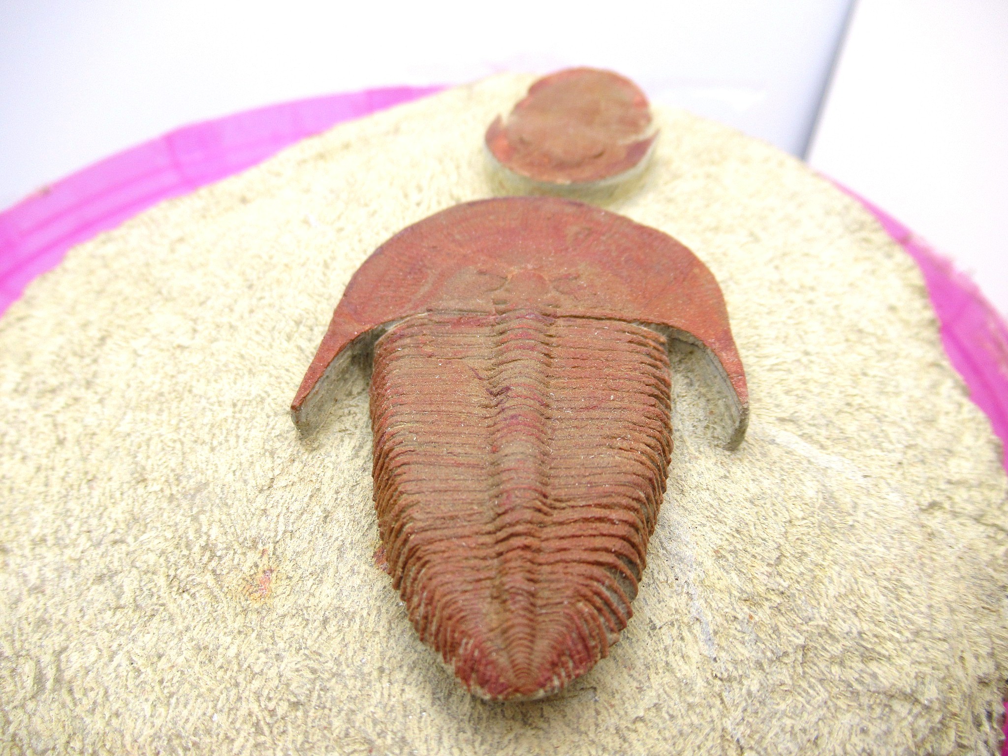 Morocco Harpides & Lanacus Trilobite #1 | Fossils for Sale