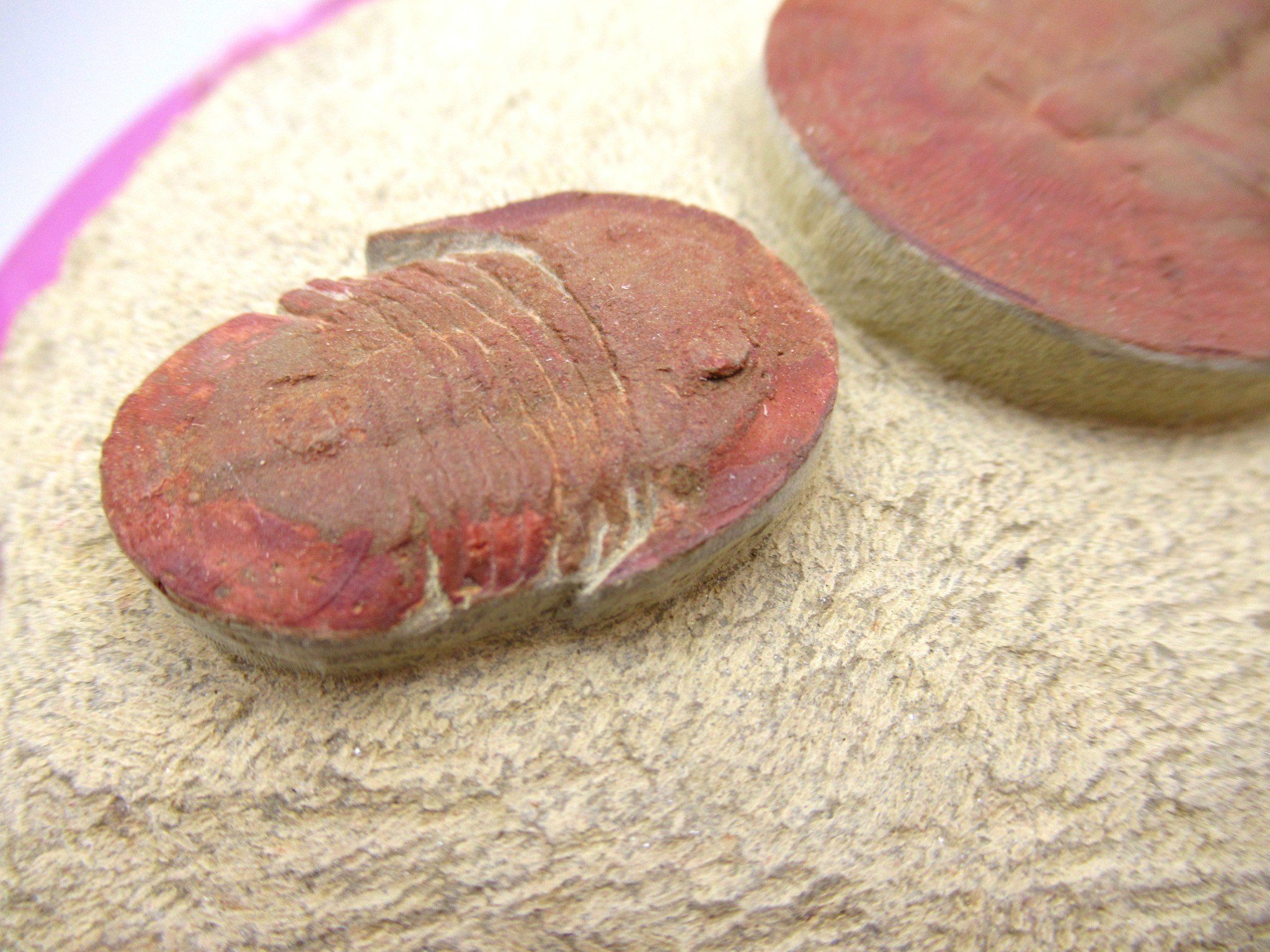 Morocco Harpides & Lanacus Trilobite #1 | Fossils for Sale