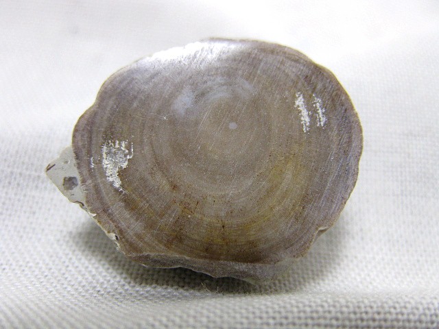 Solenopora compacta Sponge #3 | Fossils for Sale