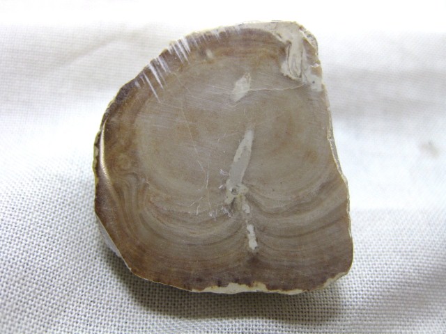 Solenopora compacta Sponge #6 | Fossils for Sale