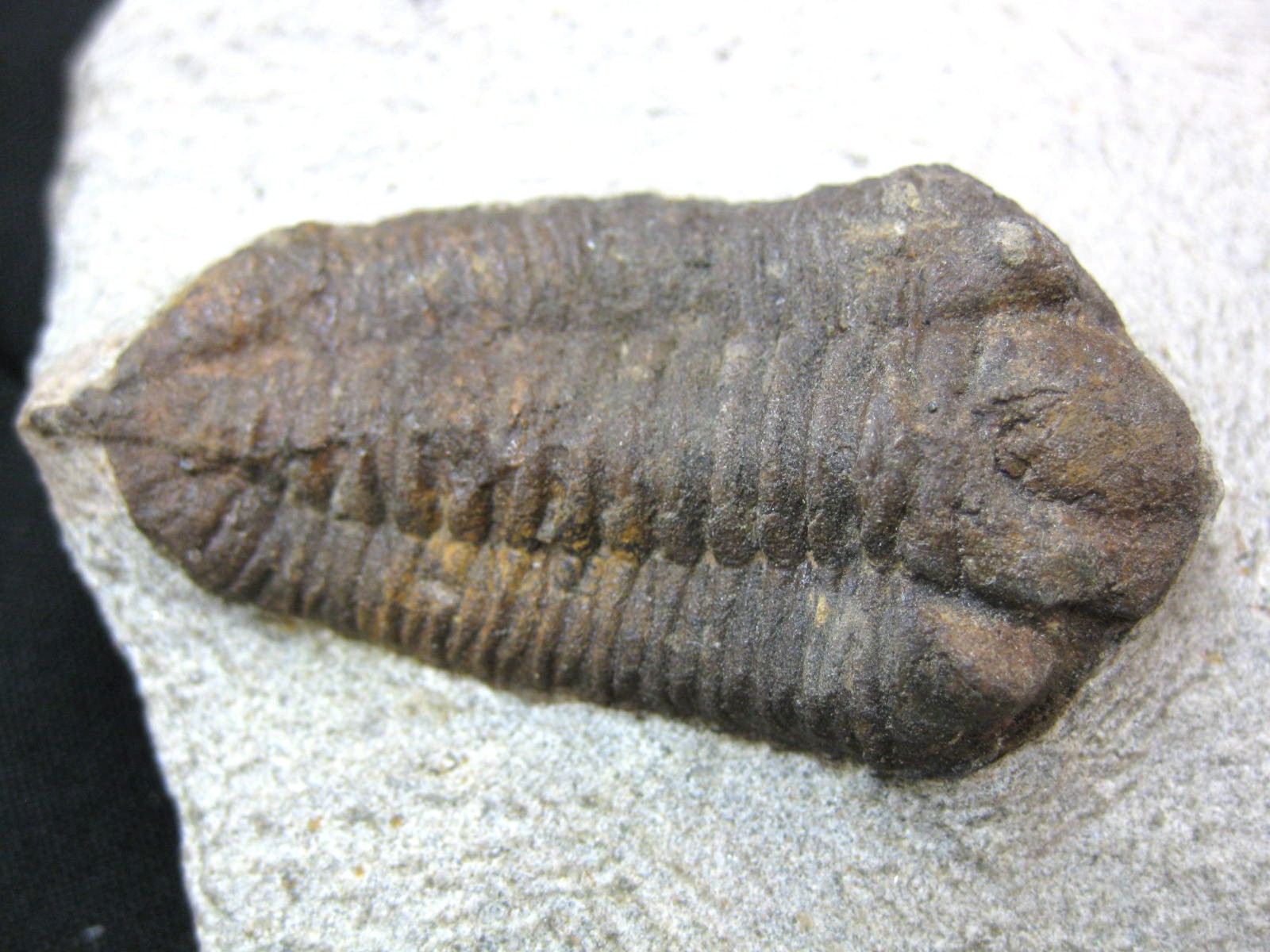 Ordovician Trilobite Plate #1 | Fossils for Sale