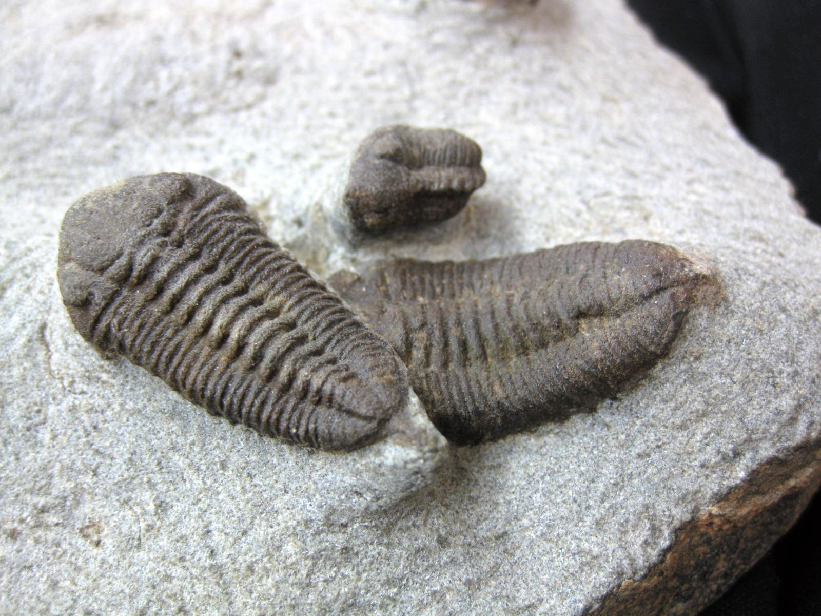 Ordovician Trilobite Plate #1 | Fossils for Sale