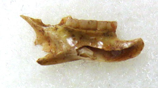 Geomys Pocket Gopher Jaw #6 | Fossils for Sale