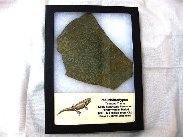 Pseudobradypus Tetrapod Tracks #1 | Fossils for Sale