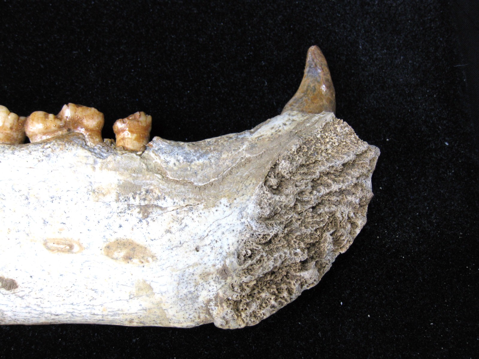 pleistocene-romanian-cave-bear-jaw-2e.jpg for sale