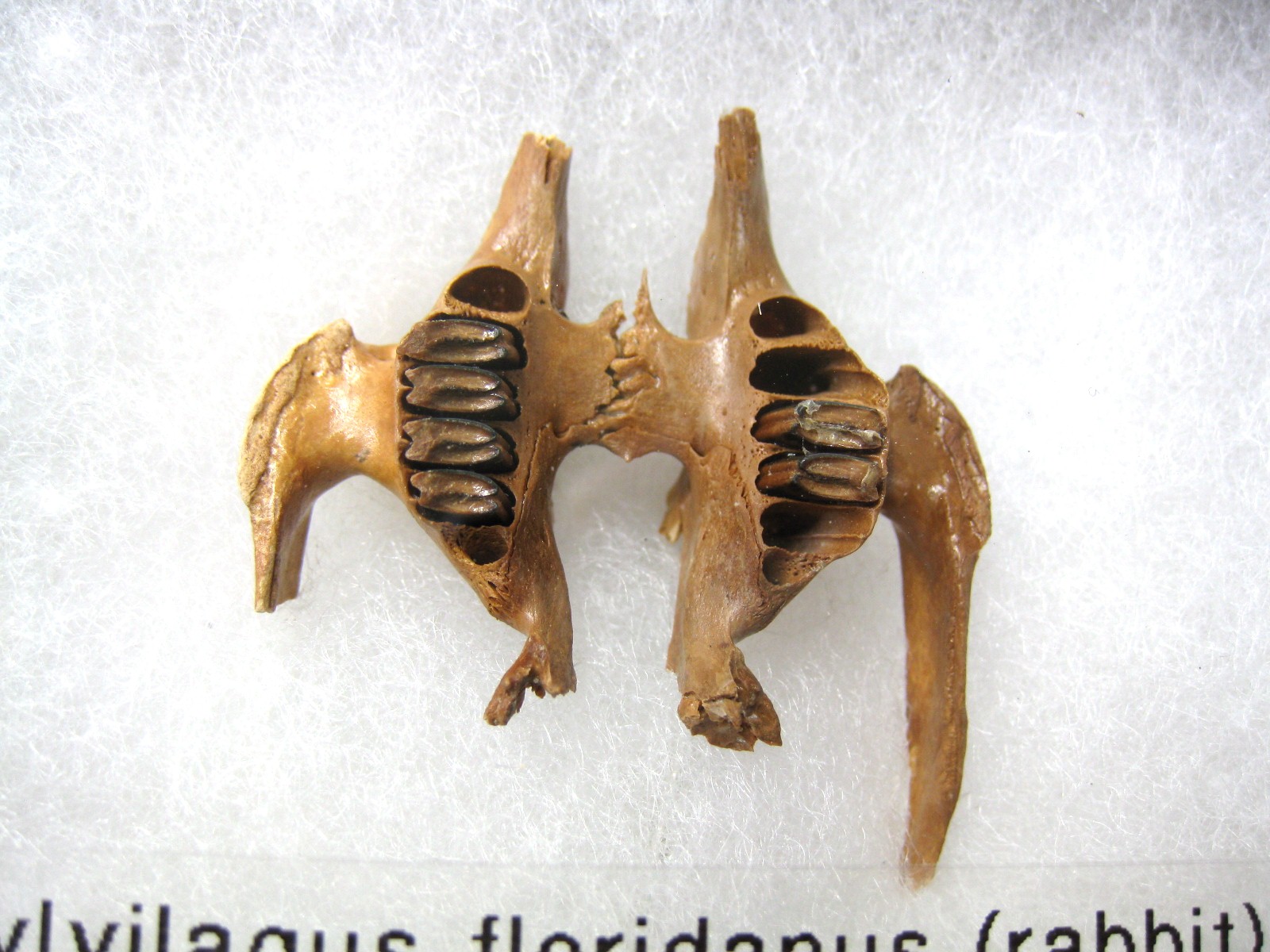 Sylvilagus floidanus Rabbit Upper Jaw #6 | Fossils for Sale