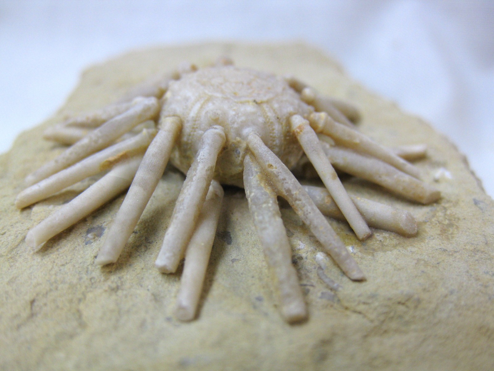 Salenia nutrix Echinoid #2 | Fossils for Sale